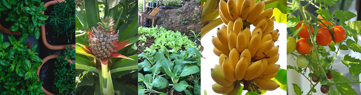 Vatu Vonu Villa Fiji Paradise - International Surf Properties